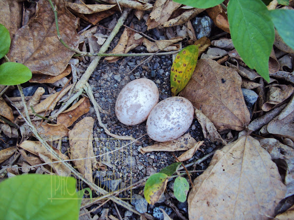 Philippine Nightjar (Nest / Egg) | Project Noah