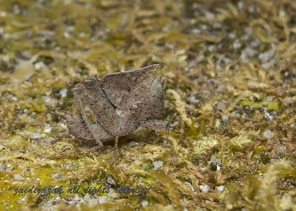 Dead Leaf Grasshopper | Project Noah