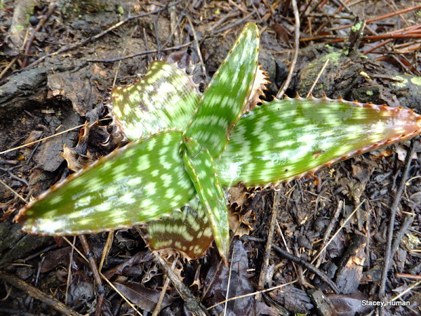 Foster Aloe | Project Noah