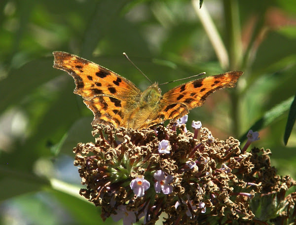 Comma butterfly (wings opened) | Project Noah