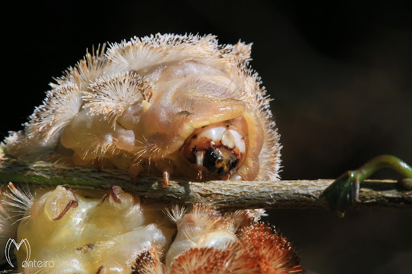 Megalopygid caterpillar | Project Noah