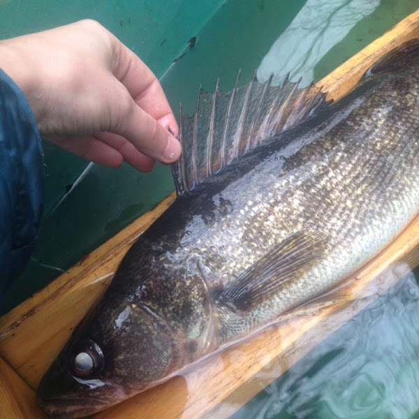 Walleye | Project Noah