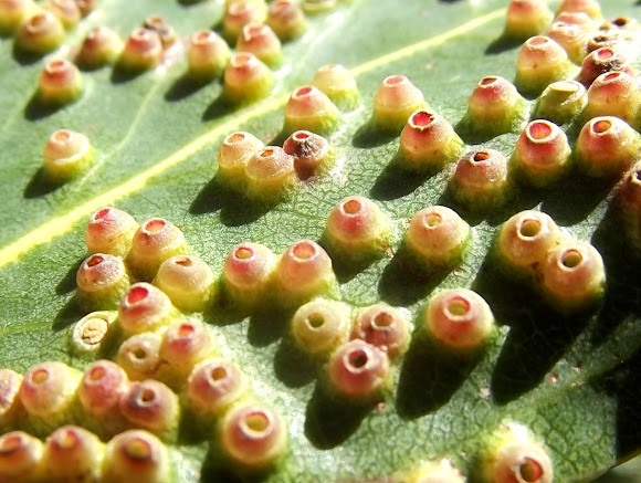 Gall inducing scale insect | Project Noah