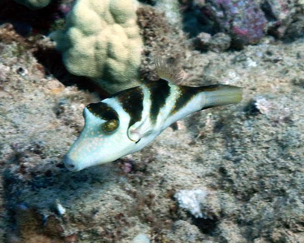 Crowned Toby | Project Noah