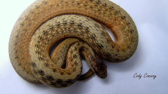 Marsh Brown Snake | Project Noah