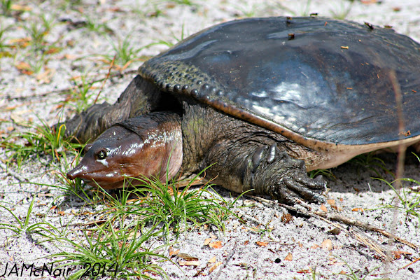 Florida Softshell Turtle | Project Noah
