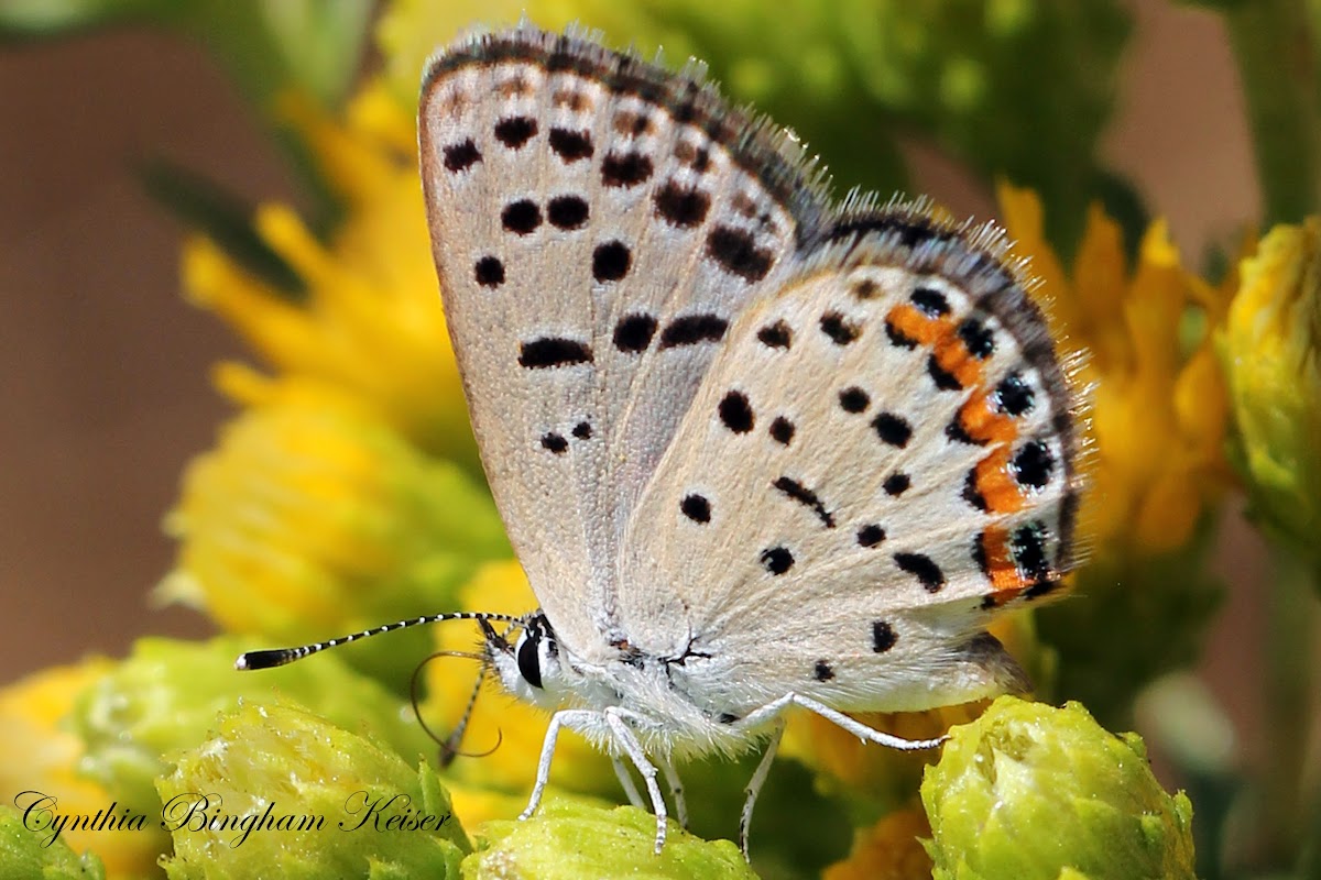 Acmon Blue | Project Noah