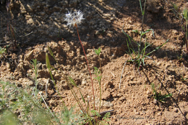 Silver Puffs | Project Noah