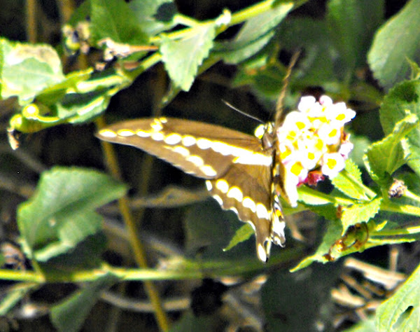 Giant Swallowtail | Project Noah