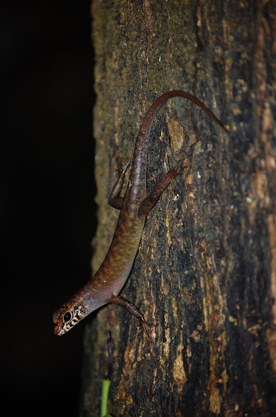 Sabah slender skink | Project Noah