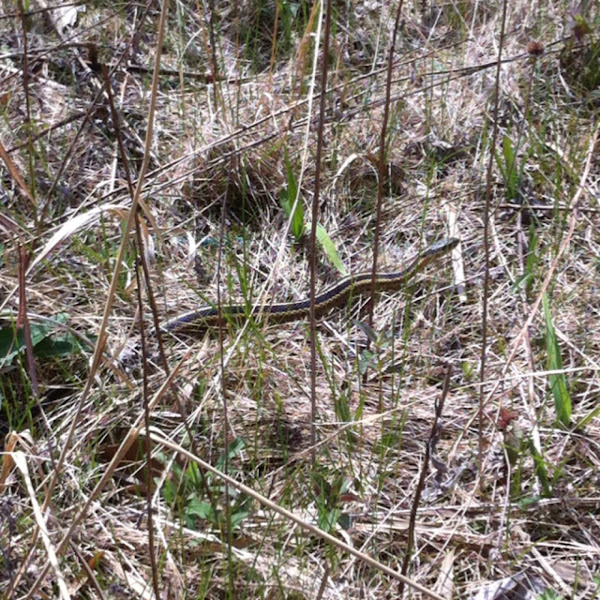 Common Garter Snake | Project Noah