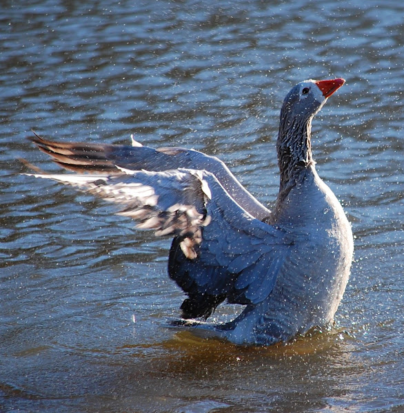 Pilgrim Goose | Project Noah