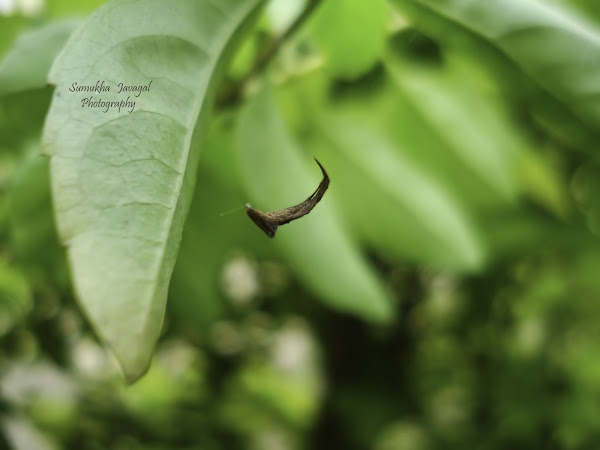 Dead-leaf mimicking Spider | Project Noah