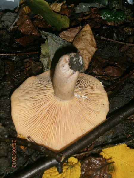 The Fire-Milk Lactarius | Project Noah