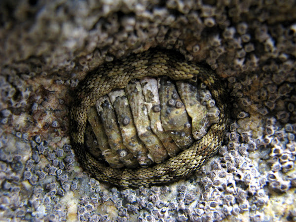 Snake-skin chiton | Project Noah