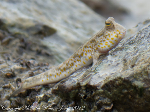 Yellow-spotted Mudskipper | Project Noah