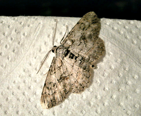 Geometer Moth. | Project Noah