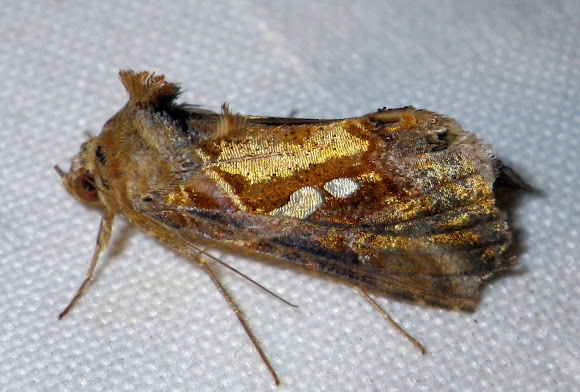 Silver U or Tomato Semi-looper Chrysodeixis acuta | Project Noah