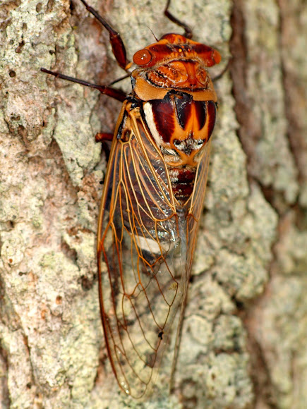 Double Drummer Cicada | Project Noah