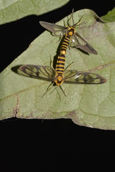 Wasp-mimic Moths | Project Noah