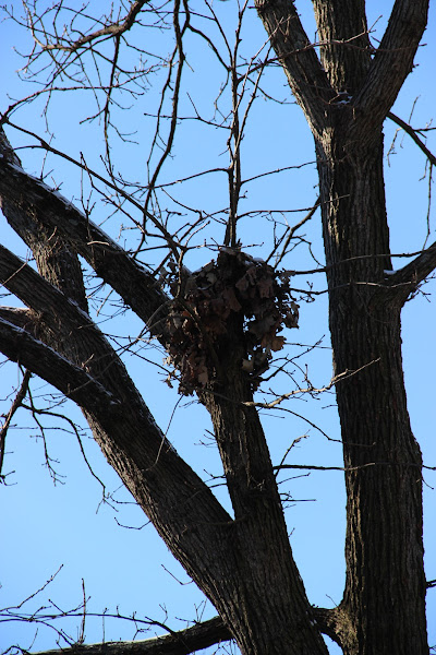 Squirrel Dreys | Project Noah