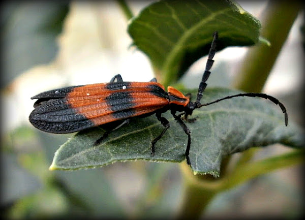 Banded Net-wing Beetle. | Project Noah