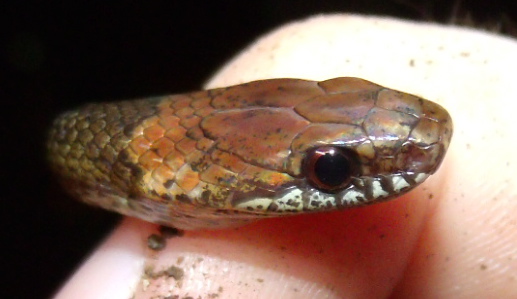 Red-Headed Litter Snake | Project Noah
