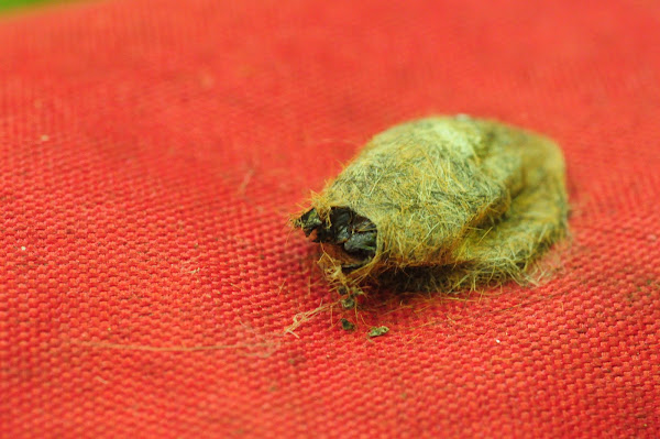 Wooly bear cocoon | Project Noah