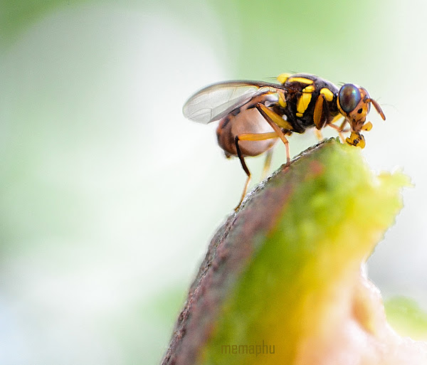 Oriental Fruit Fly | Project Noah
