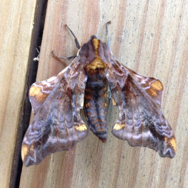 Small-eyed sphinx | Project Noah