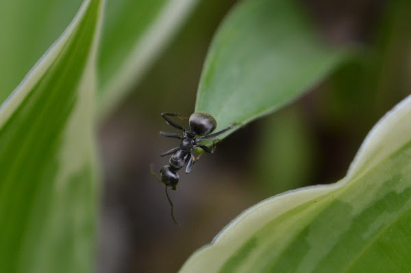 Silky Ant | Project Noah