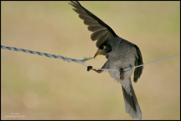 Noisy Miner | Project Noah