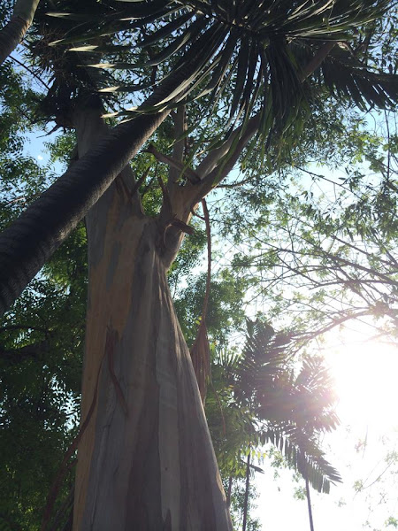 Eucalyptus | Project Noah