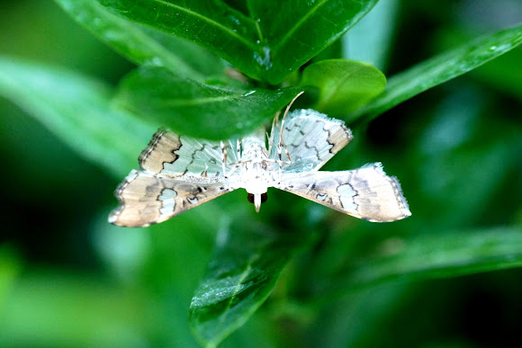 Bean Pod Borer Moth or Legume Pod Borer Moth | Project Noah