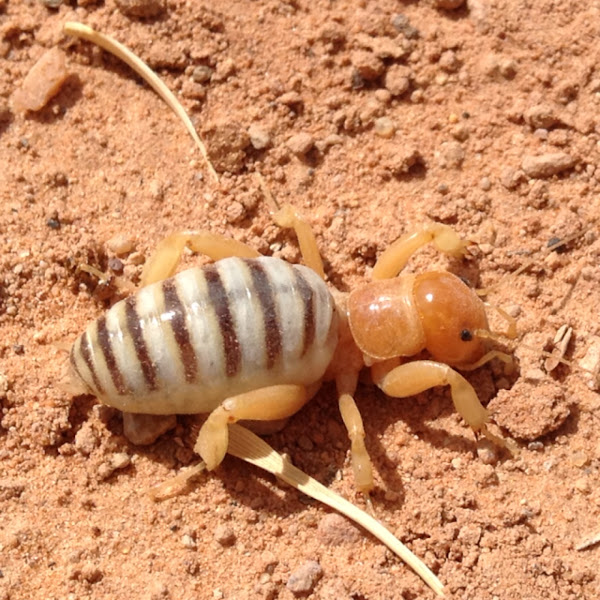 Jerusalem Beetle/Cricket | Project Noah