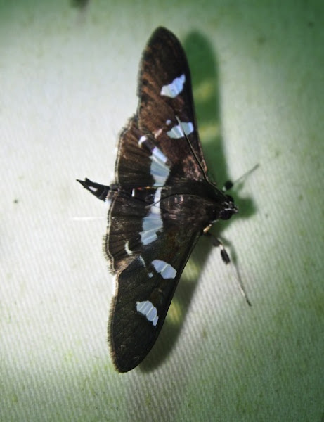 Mournful Desmia Moth | Project Noah