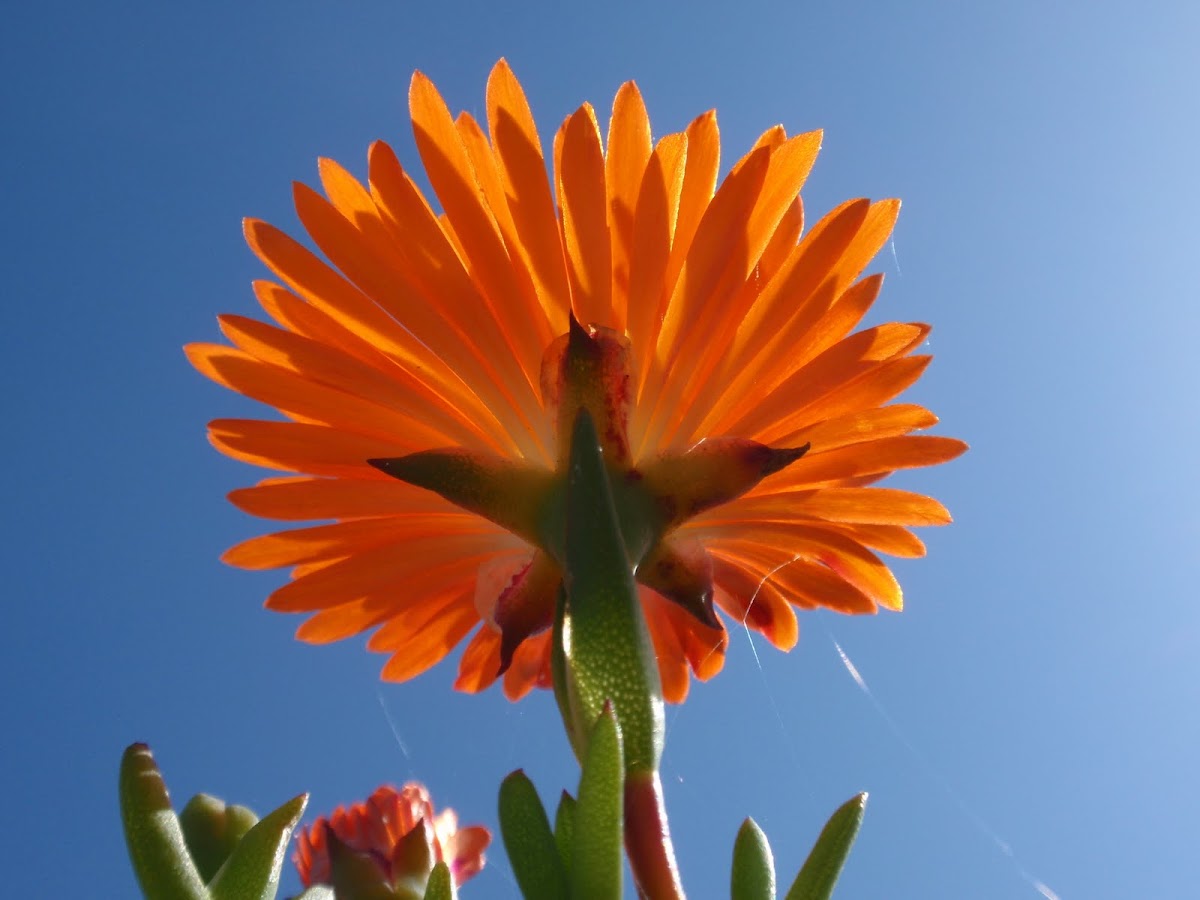 Orange Ice Plant | Project Noah