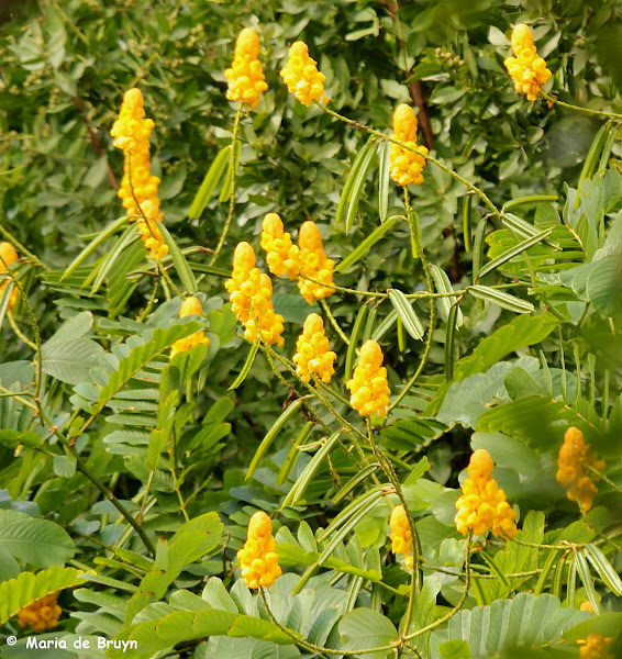 Candle bush | Project Noah