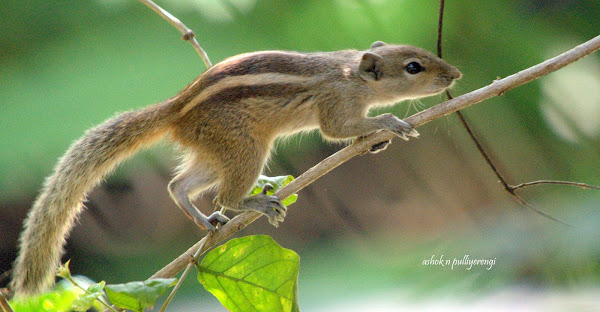 Indian Palm Squirrel or Three-Striped Palm Squirrel | Project Noah