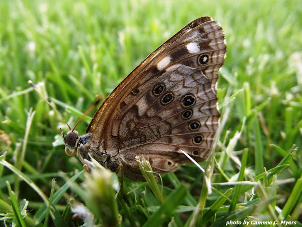 Hackberry Emperor | Project Noah