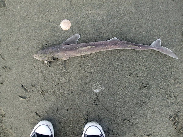 Spiny dogfish | Project Noah