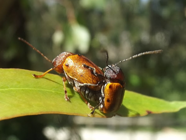 Case bearing leaf beetle | Project Noah