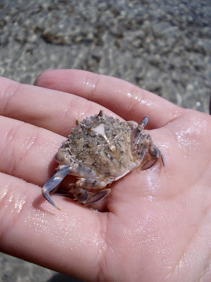 Grey swimming crab | Project Noah