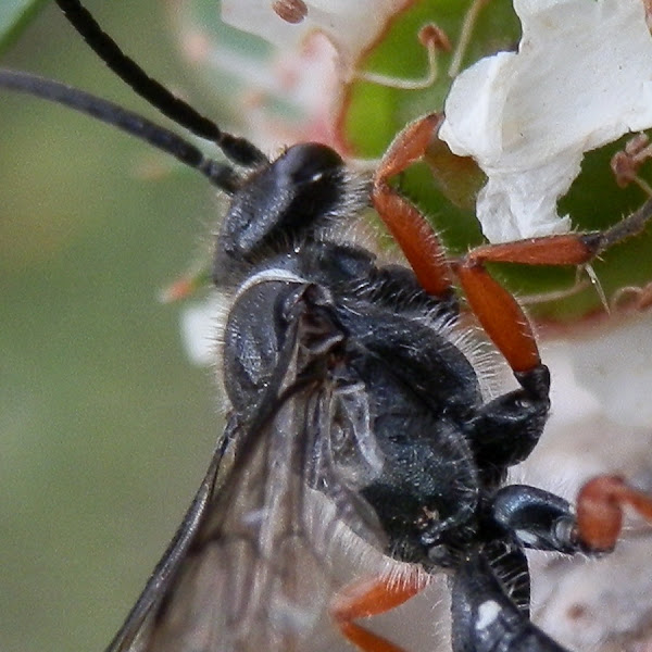 Blue Ant ( Male Wasp) | Project Noah