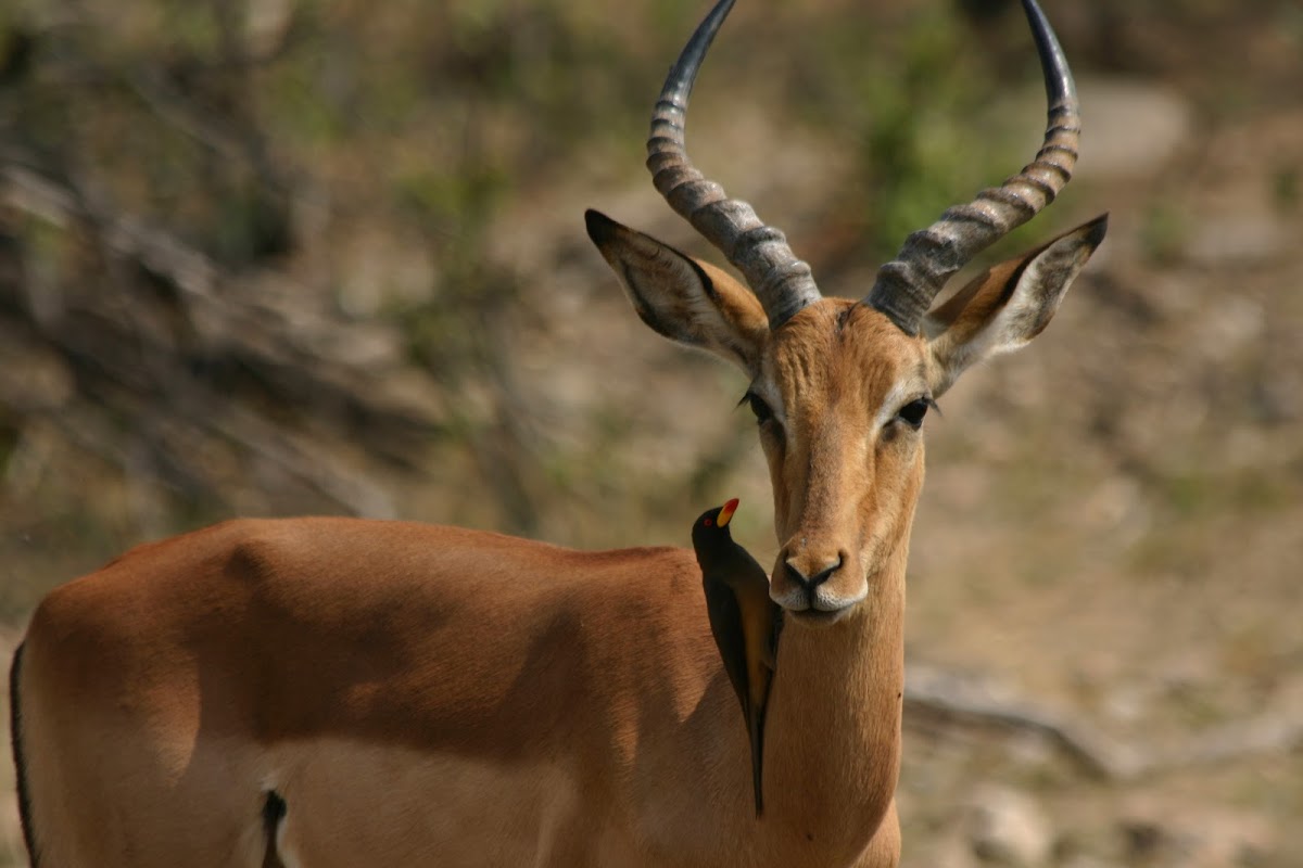 Yellow-billed oxpecker | Project Noah