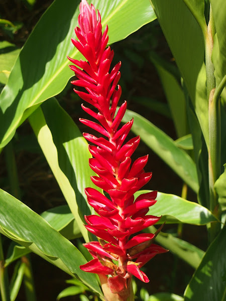 red ginger | Project Noah