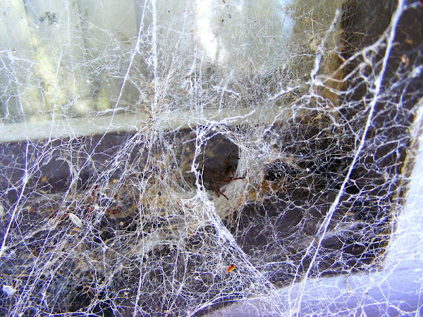 Black House Spiders | Project Noah