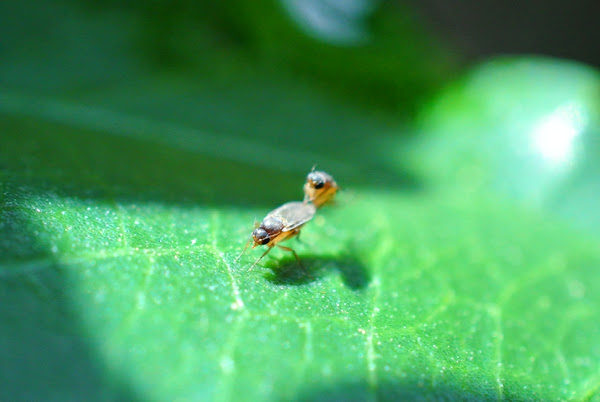 Scuttle fly | Project Noah