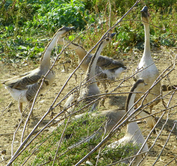 Brown Chinese geese | Project Noah