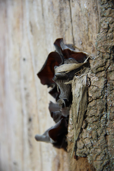 Snow Ear | Project Noah